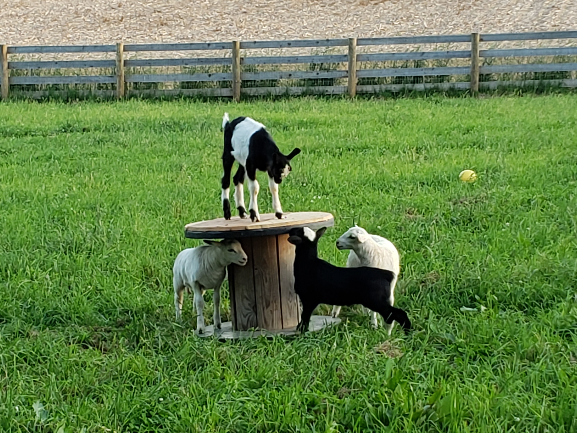 The skinny on Goats for beginners - Sunny Ridge Farm