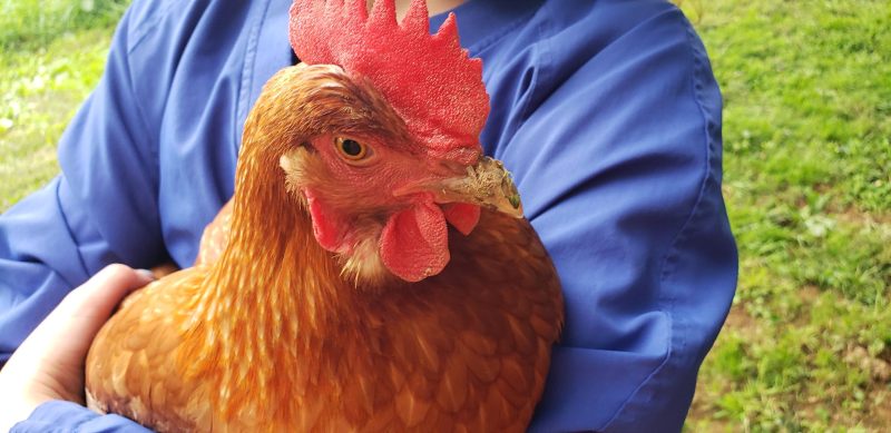 Best dual-pupose (eggs and meat) chicken for the homestead - Sunny ...