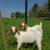 The skinny on Goats for beginners - Sunny Ridge Farm