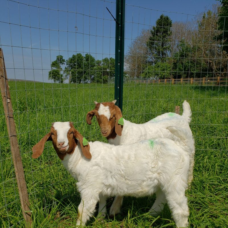 The skinny on Goats for beginners - Sunny Ridge Farm