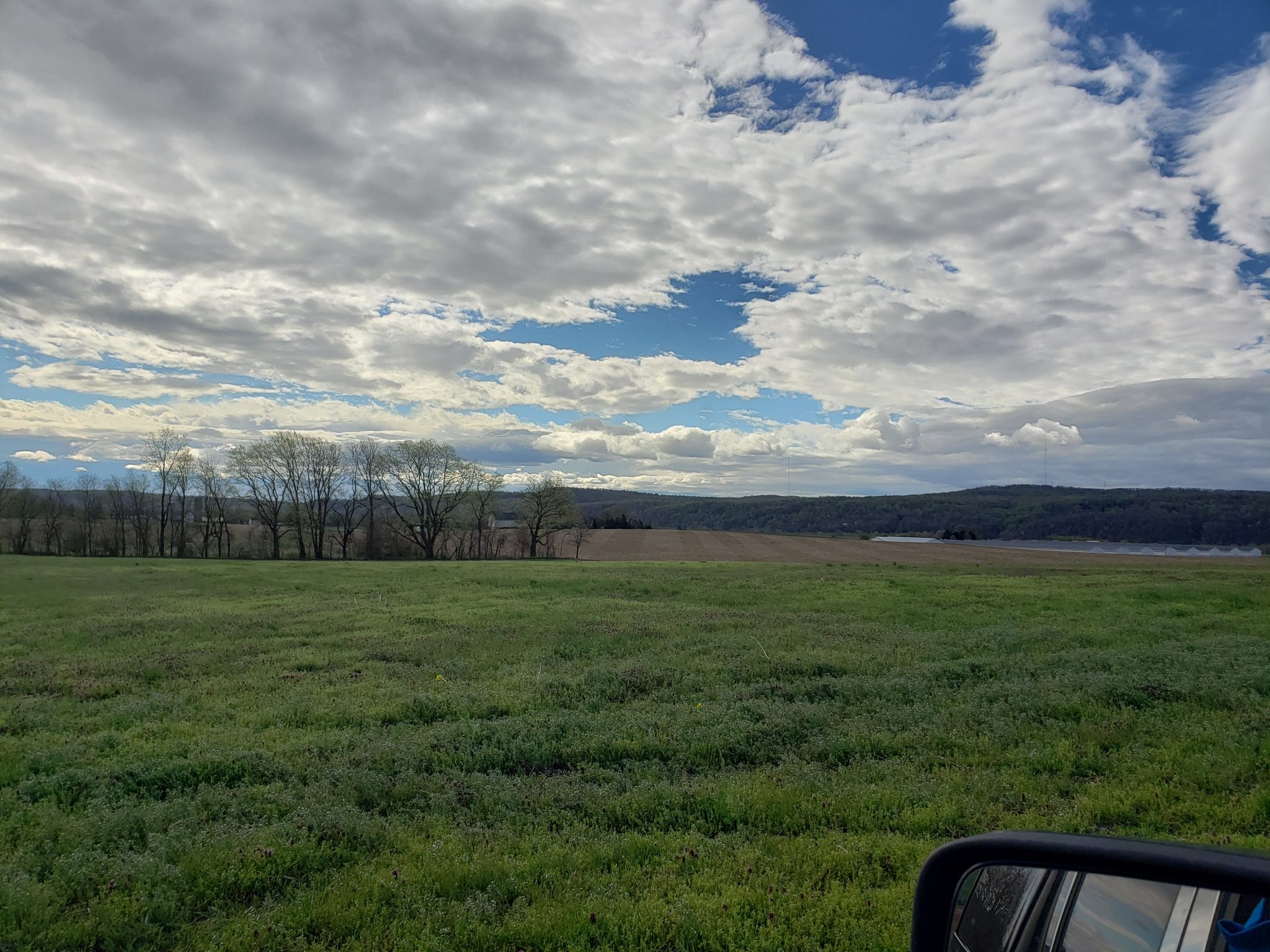 Quail, a wonderful addition to any homestead - Sunny Ridge Farm