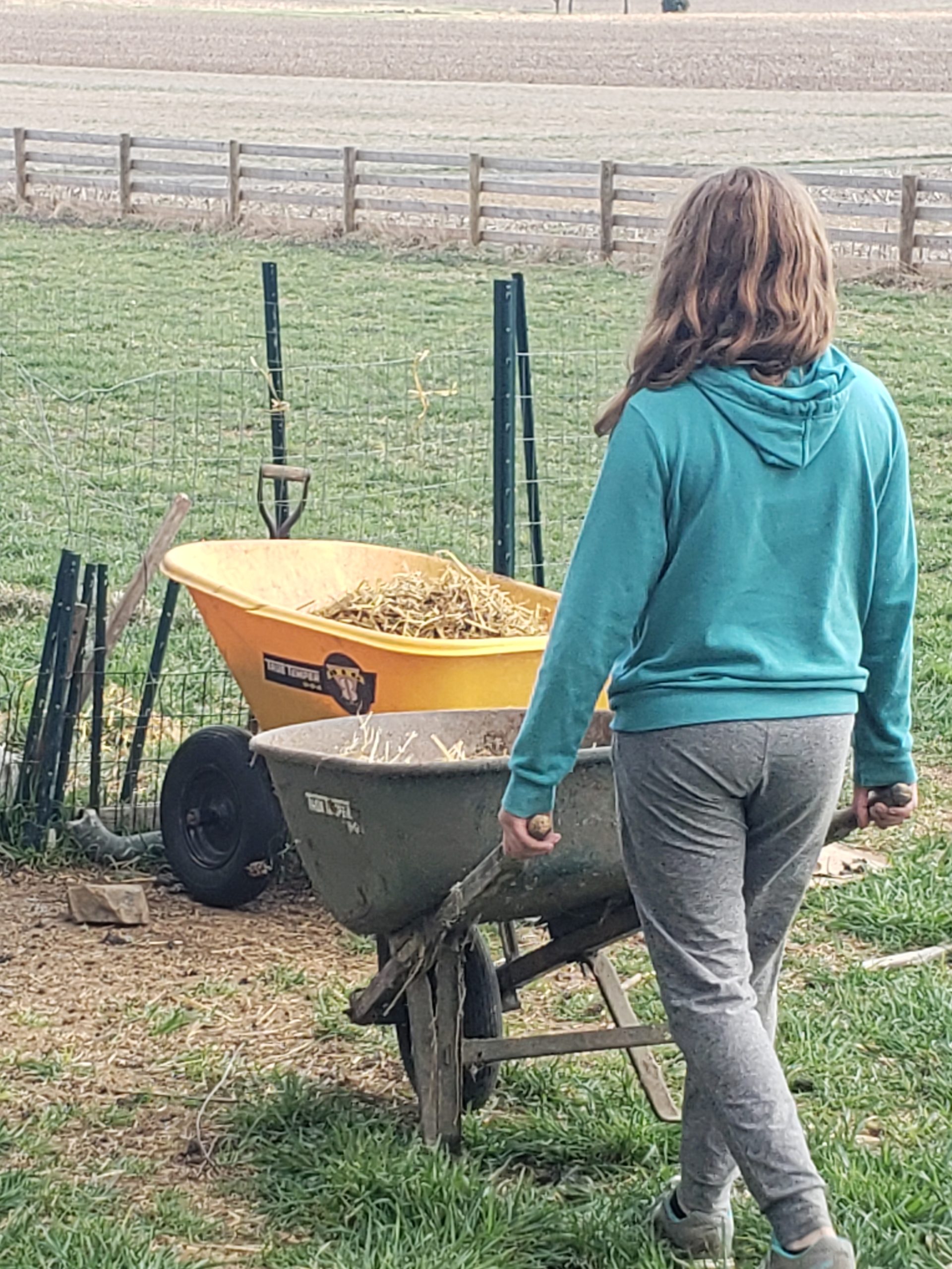 Food and economic warnings, and three streams of income - Sunny Ridge Farm