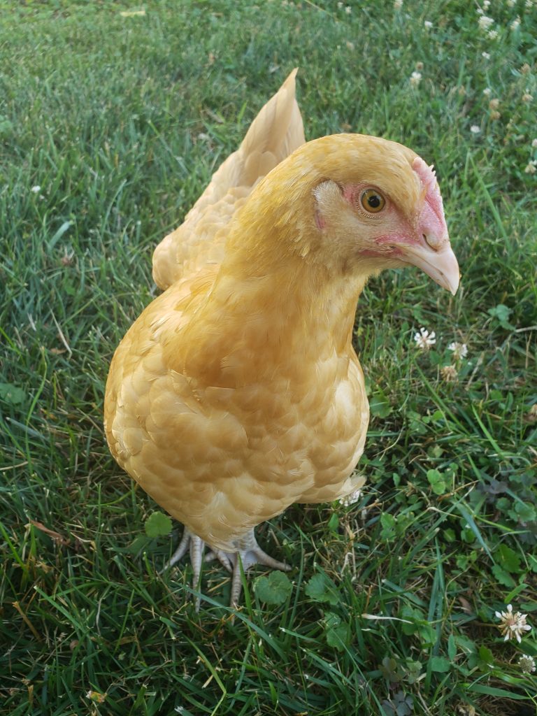 Best dual-pupose (eggs and meat) chicken for the homestead - Sunny ...