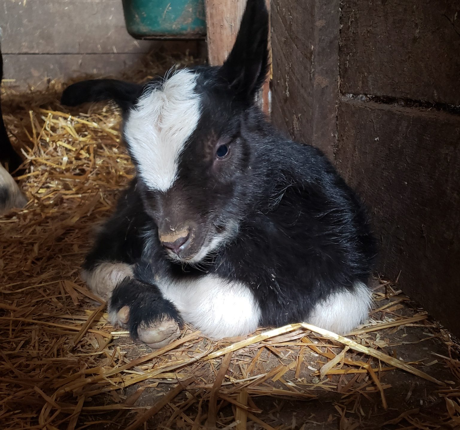 Setting your homestead goals for the new year - Sunny Ridge Farm