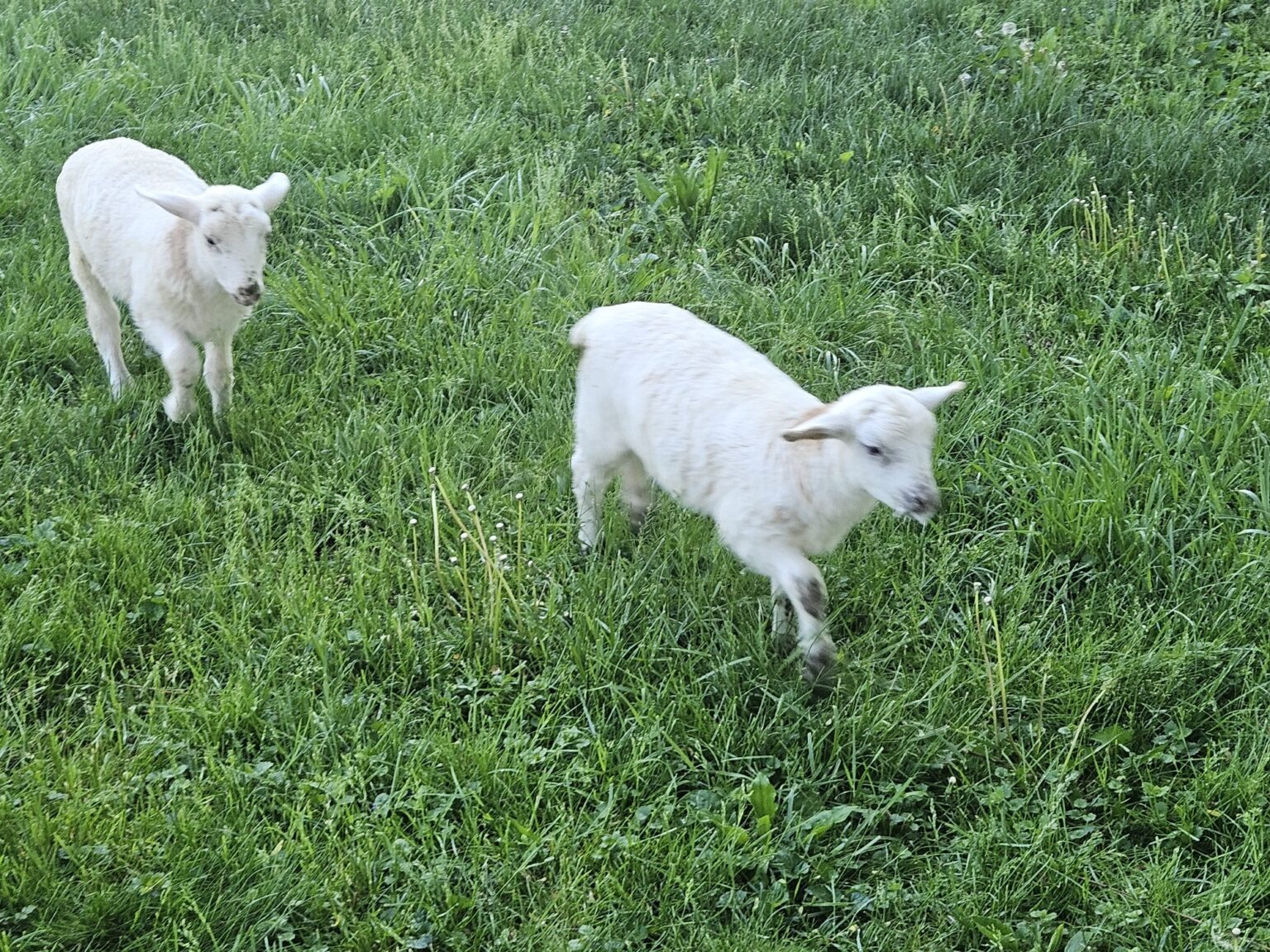 A guide to bottle feeding lambs - Sunny Ridge Farm