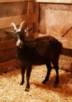 The skinny on Goats for beginners - Sunny Ridge Farm