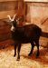 The skinny on Goats for beginners - Sunny Ridge Farm