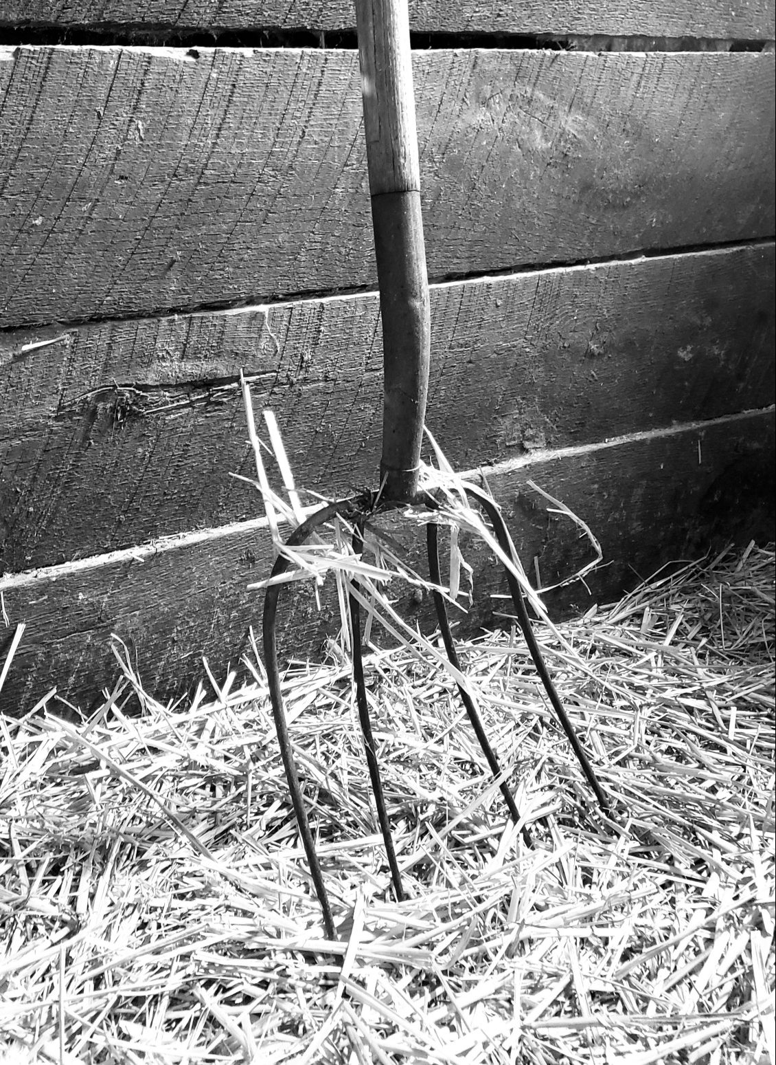 Why all the interest in homesteading? - Sunny Ridge Farm