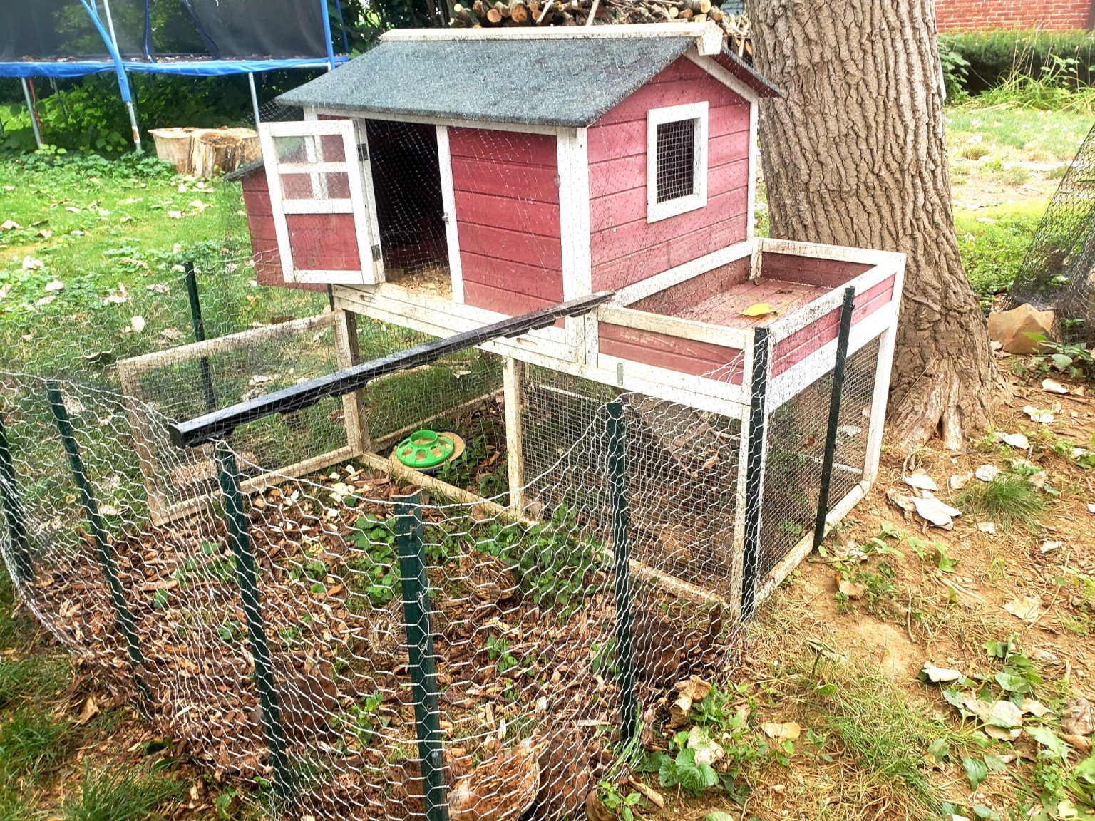 Quail, a wonderful addition to any homestead - Sunny Ridge Farm