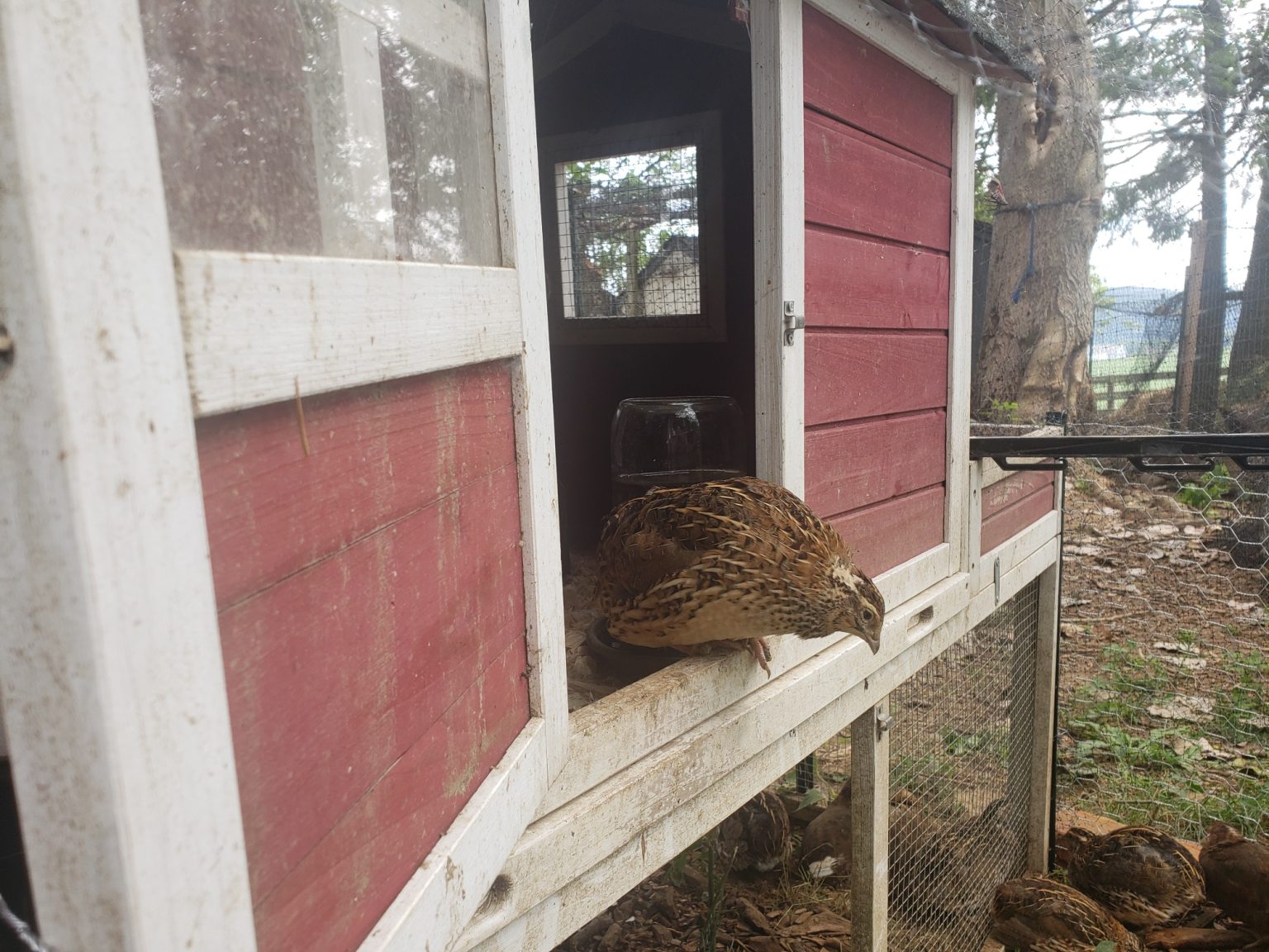 Quail, a wonderful addition to any homestead - Sunny Ridge Farm