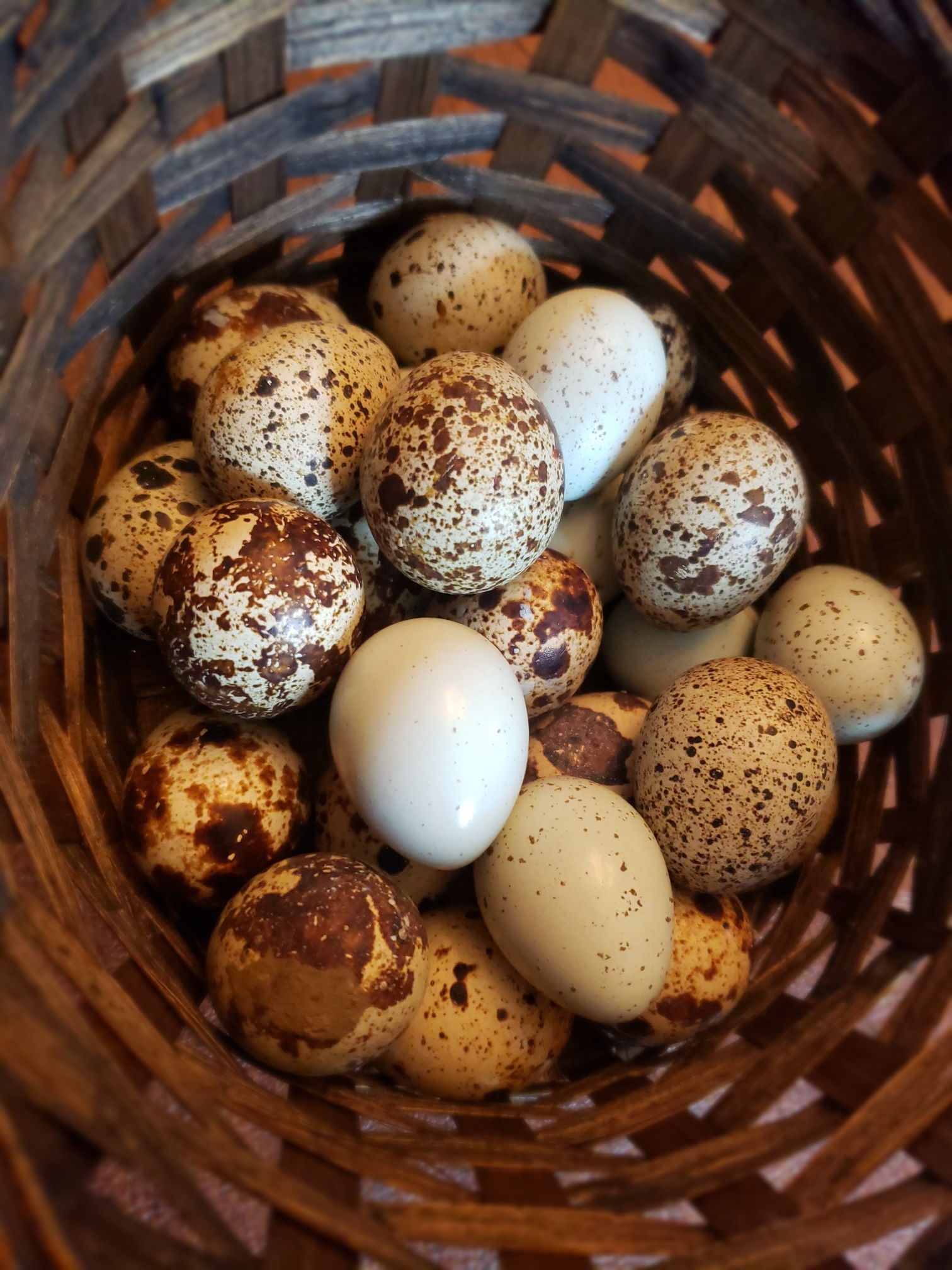 Quail, a wonderful addition to any homestead - Sunny Ridge Farm