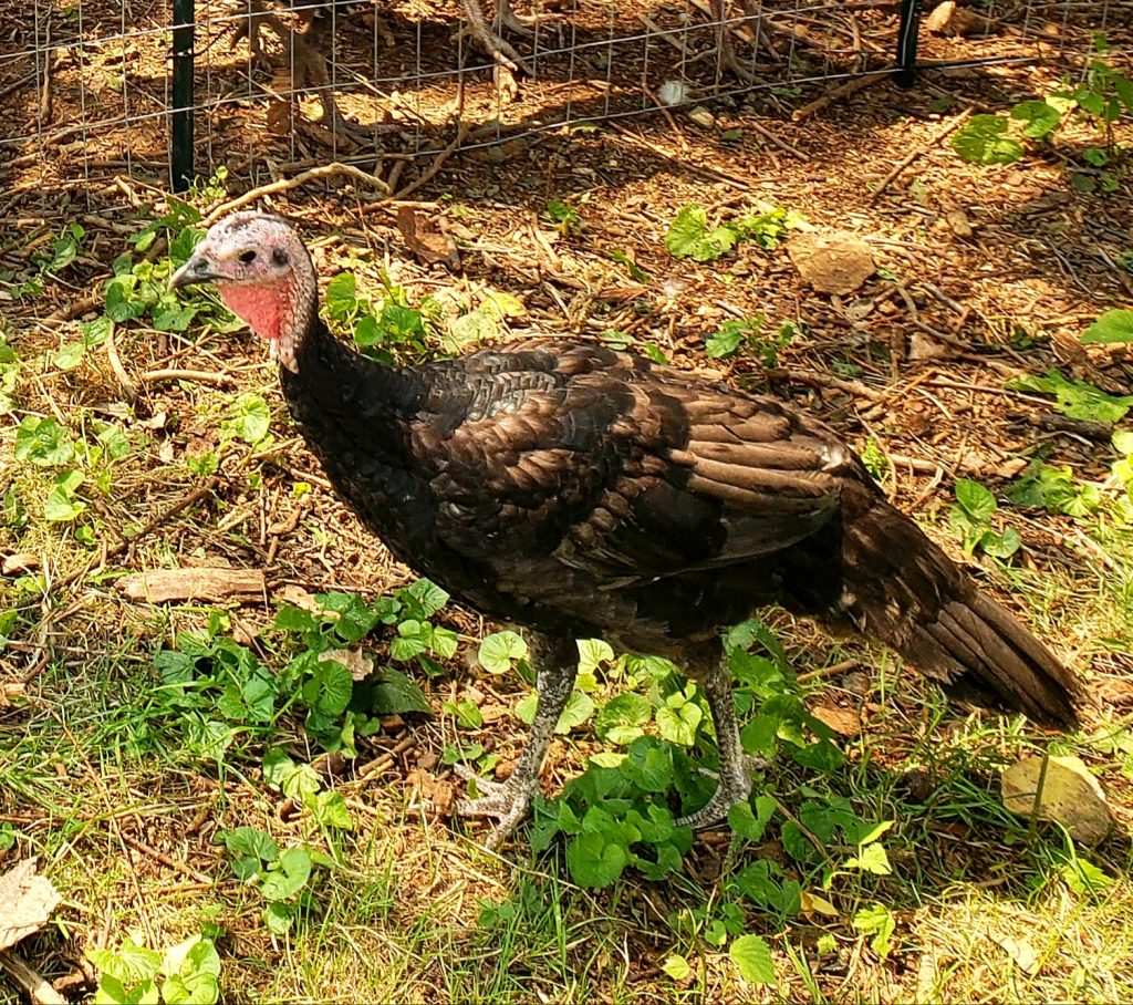 Raising Heritage Turkeys on the Homestead - Sunny Ridge Farm