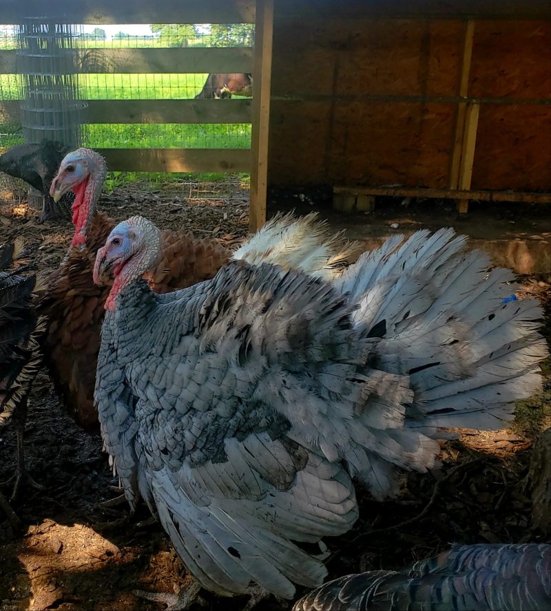 Raising Heritage Turkeys on the Homestead - Sunny Ridge Farm