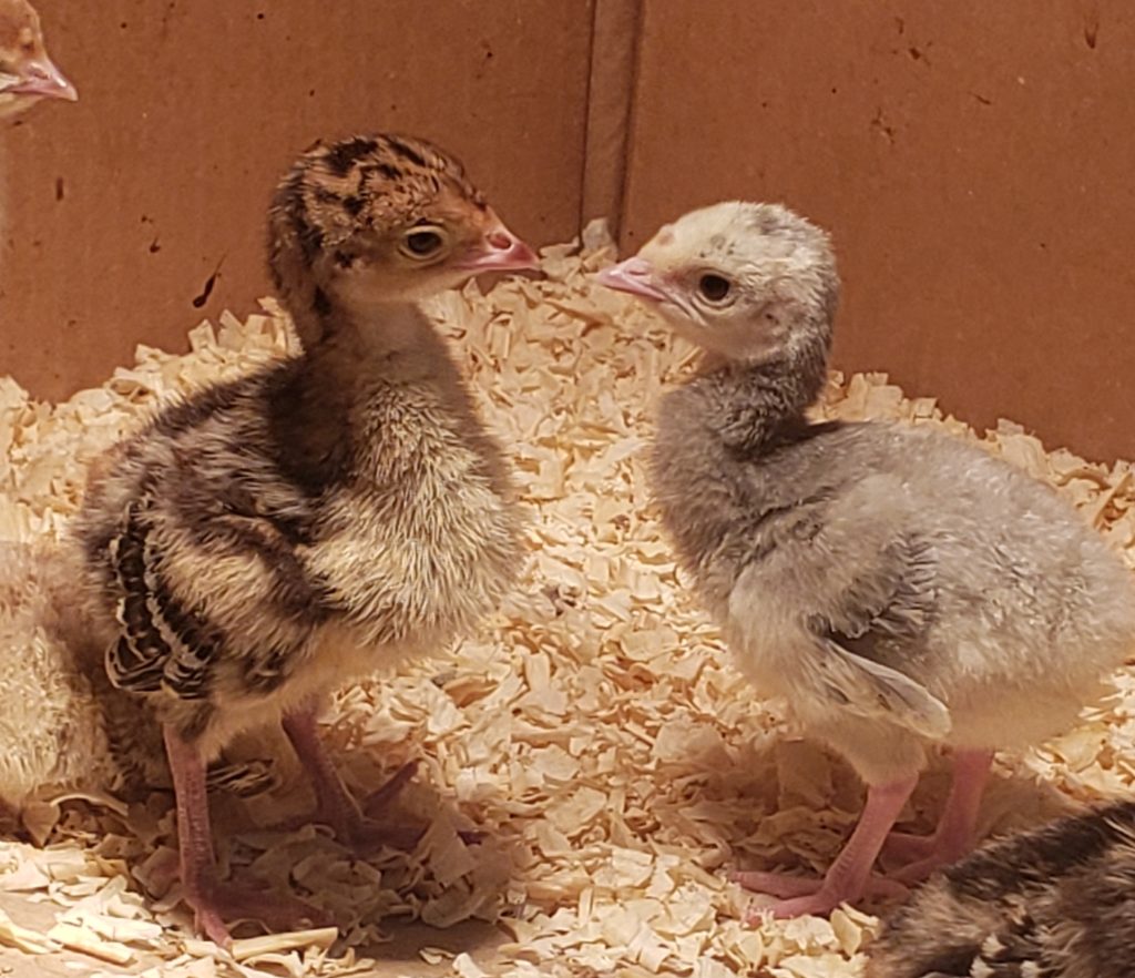 Raising Heritage Turkeys on the Homestead - Sunny Ridge Farm