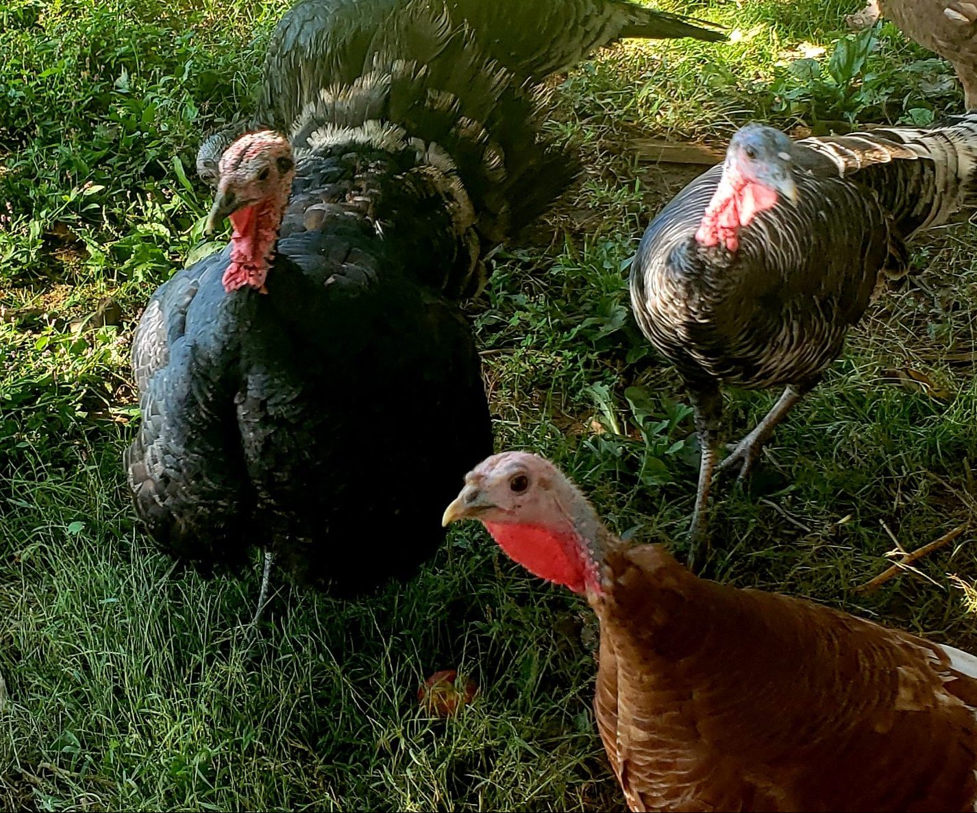 Why you should consider a heritage breed for your homestead - Sunny ...