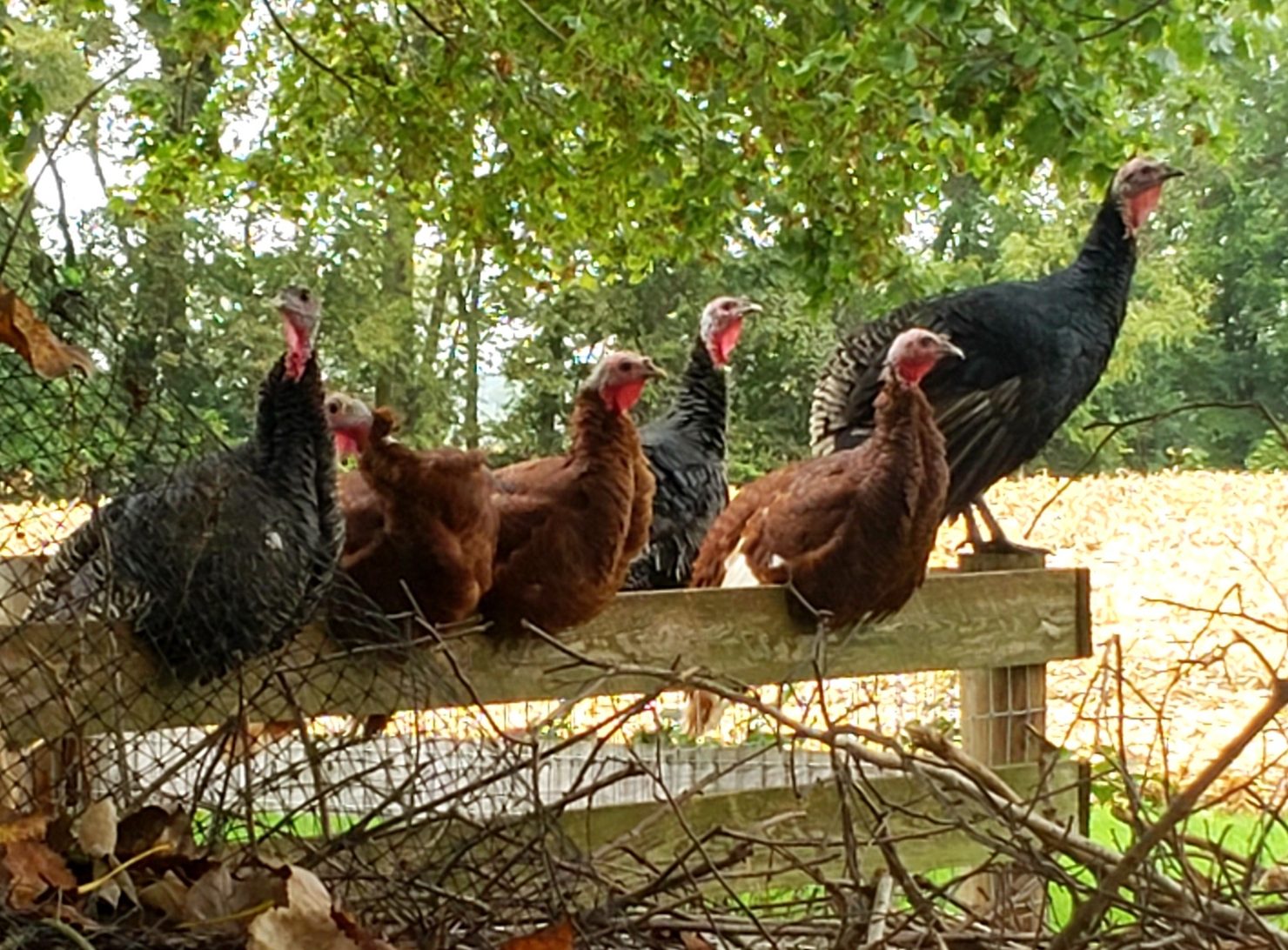 Raising Heritage Turkeys on the Homestead - Sunny Ridge Farm